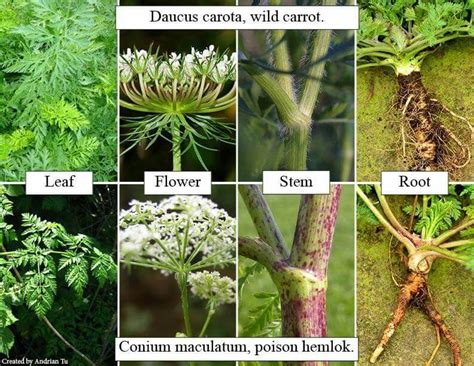 What Does A Wild Carrot Plant Look Like At Jack Dethridge Blog