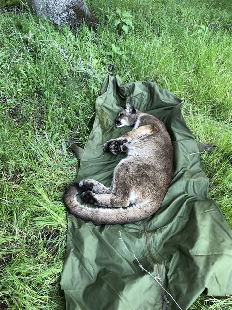 Mountain Lion Captured In Orcutt Area