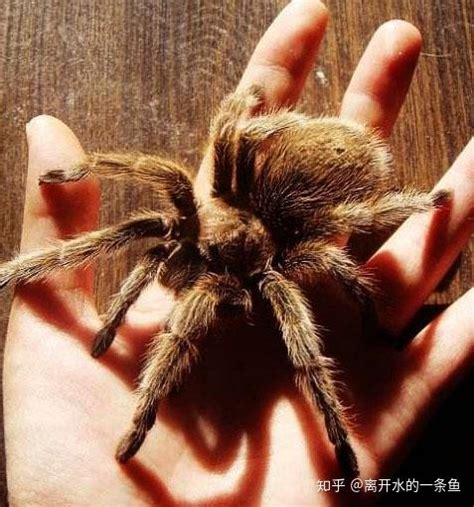 宠物界新宠，来自荒漠的智利红玫瑰蜘蛛饲养攻略 知乎
