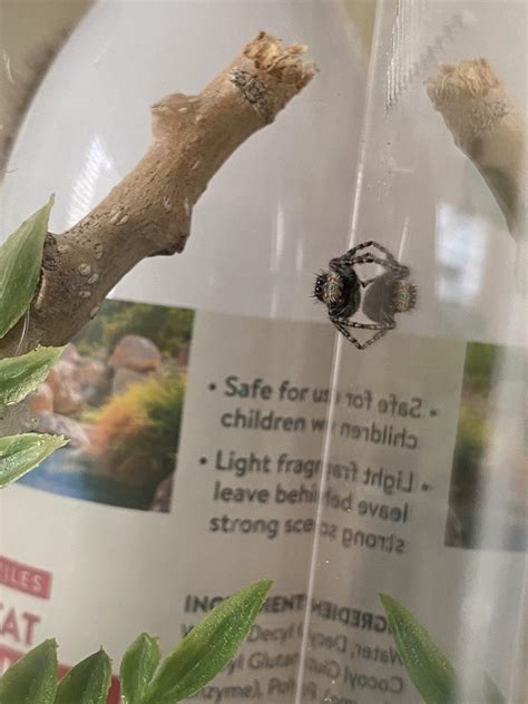 What Is The Sex Of This P Audax R Jumpingspiders