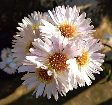 9000 Free Decorativo De Flores And Flores Images Pixabay