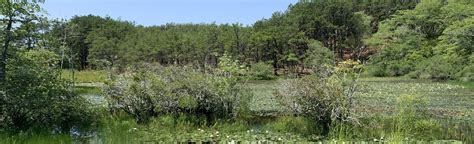 Beech Forest Trail Massachusetts 286 Reviews Map Alltrails