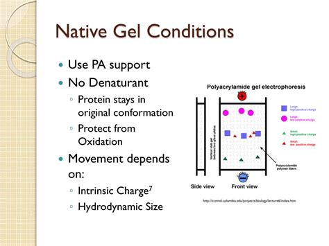 Ppt Gel Electrophoresis Introduction And Techniques Powerpoint