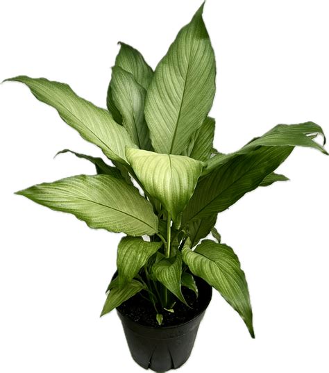 6″ Spath Platinum The Kc Plant Factory