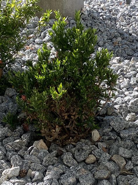 Need Help Dwarf Ixora Is Turning Brown From The Bottom Up Planted 3 To 4 Weeks Ago And South