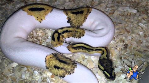 Fire Fly Piebald Ball Python Jkr Line Youtube