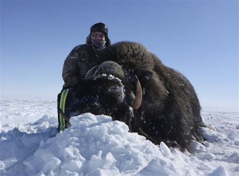 Musk Ox Hunting Nunavut 2016 Photo Gallery