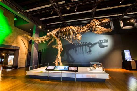 T Rex Roars Into The Witte Museum This Month In New Exhibition
