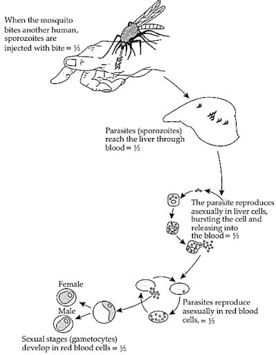 Show With The Help Of A Flow Chart Only The Life Cycle Of Malarial Paras