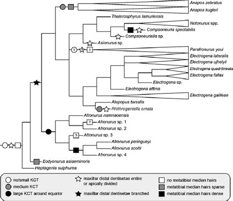 Ancestral State Reconstruction Of Three Morphological Traits Under Download Scientific Diagram