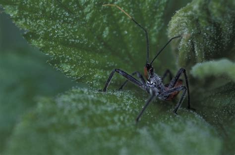 Free Picture Assasin Bug Green Leaf Moisture Beads