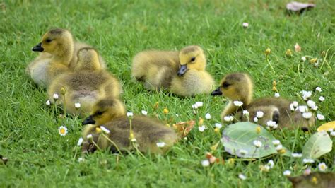 Call Duck Air Cell Assisted Hatching Step By Step Guide