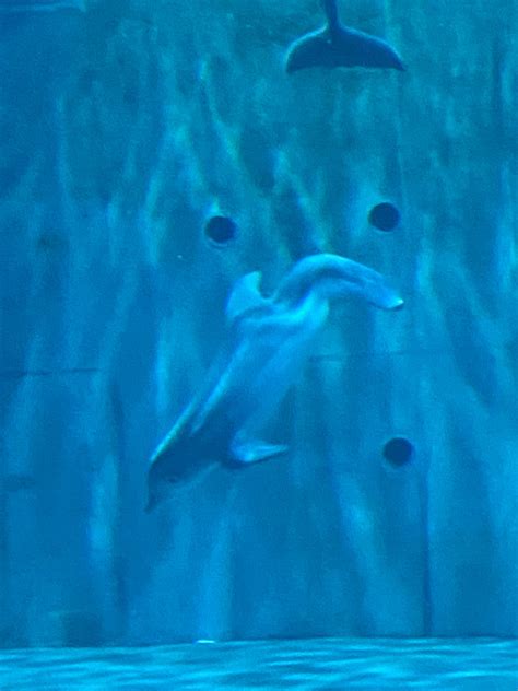 Winter The Dolphins Memorial Website Ever Loved