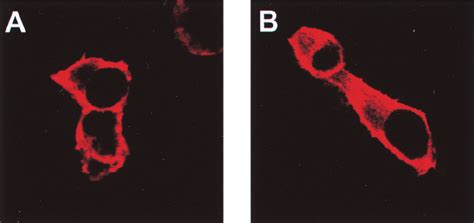 Subcellular Localization Of Pdk1 Hek 293 Cells Transfected On Download Scientific Diagram