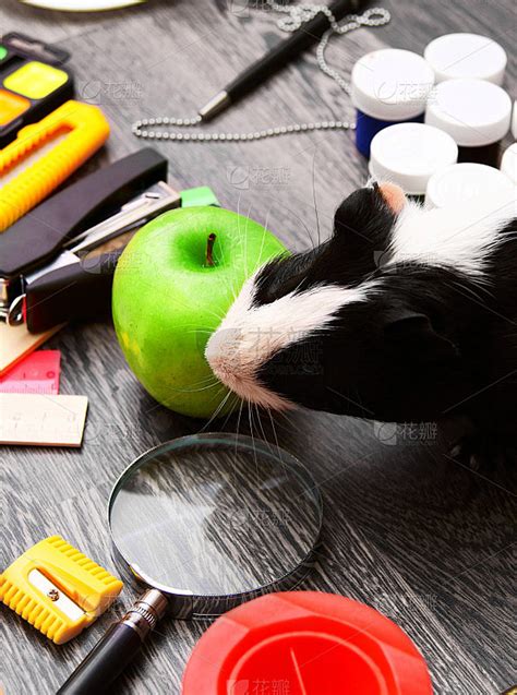 回到学校。豚鼠和青苹果