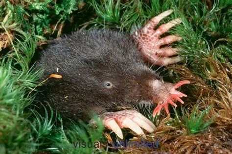 Star Nosed Mole Facts Diet Habitat And Pictures On Animaliabio