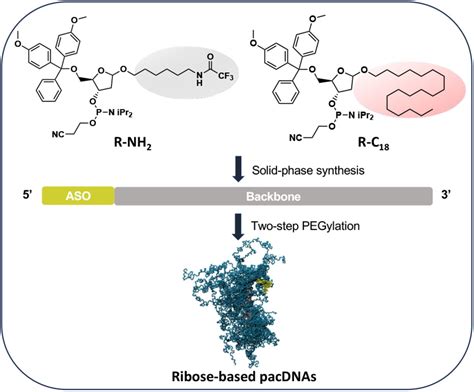 Bottlebrush Polymers With Sequence Controlled Backbones For Enhanced Oligonucleotide Delivery