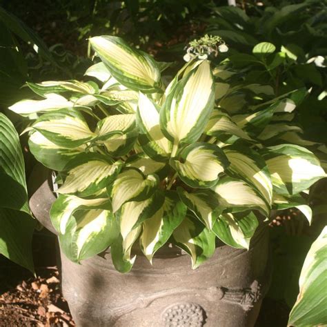 Hosta Vulcan Plantain Lily From Sandys Plants
