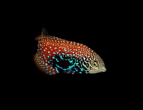 Vermiculate Blue Star Leopard Wrasse Marine Collectors