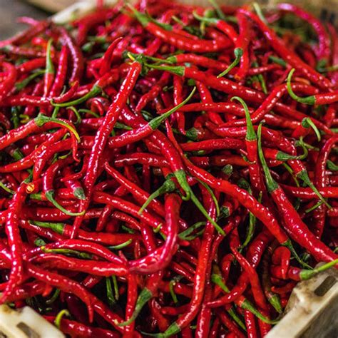 Red Chilly At 12500 Inr In Hyderabad Telangana Globus Global Trade