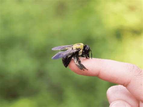 How Do Carpenter Bees Sting 13 Facts Beeswiki