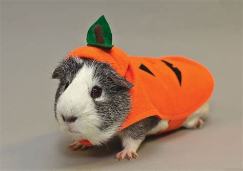 Guinea Pig Halloween Costumes Diy At Erin Patteson Blog