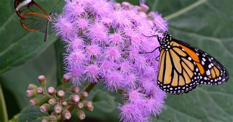 Los Insectos Más Comunes Básicos Para La Biodiversidad Los Que Más