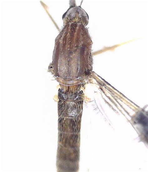Anopheles Walkeri Bugguidenet