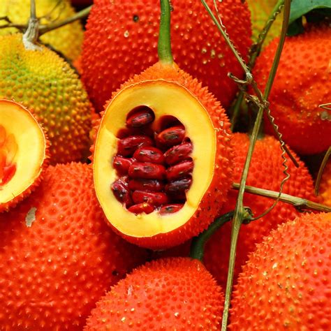 Deodarseeds