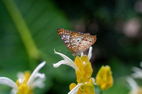 Papillon Pollinisation Fleur Photo Gratuite Sur Pixabay Pixabay