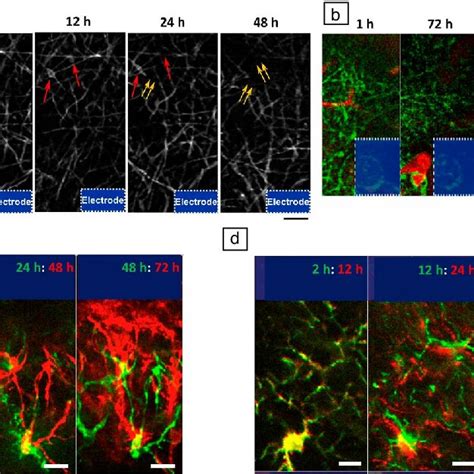 Experiment Setup Configurations For Imaging Neural Electrode Tissue In