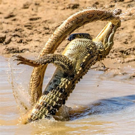 Crocodile Eating Snake