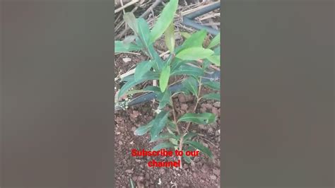 Planted New Tree Sappling Youtube