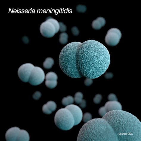 Cdc Reports Novel Resistant Meningococcus Strain Medical Laboratory Observer