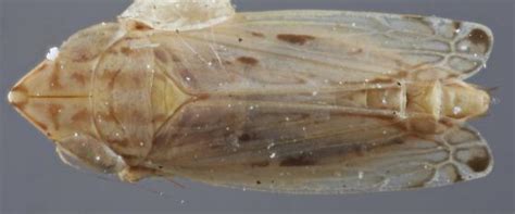 Inhs 587909 Flexamia Inflata Bugguidenet