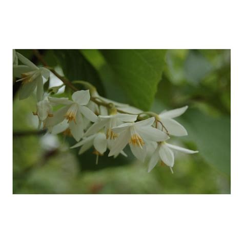 Styrax Obassia Fragrant Snowbell Broken Arrow Nursery