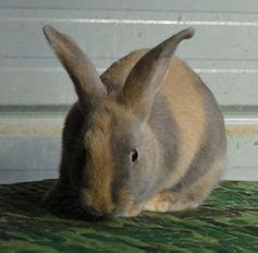 Colors American Harlequin Rabbit Club