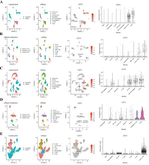 Single Cell Analysis Shows That Cd73 Is Significantly Expressed On