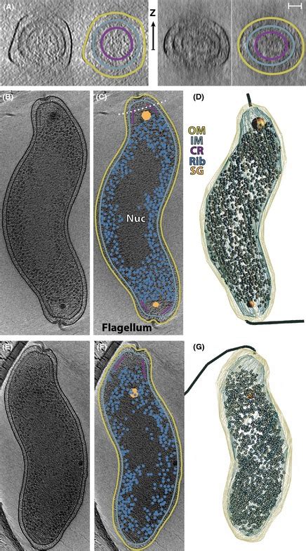 Ultrastructure Of Campylobacter Jejuni By Ect In Ac And E And F