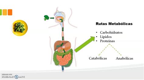 Alimentos De La Dieta Y Rutas Metabólicas Youtube