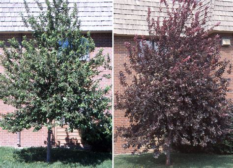 Prunus Virginiana Canada Red Landscape Plants Oregon State University