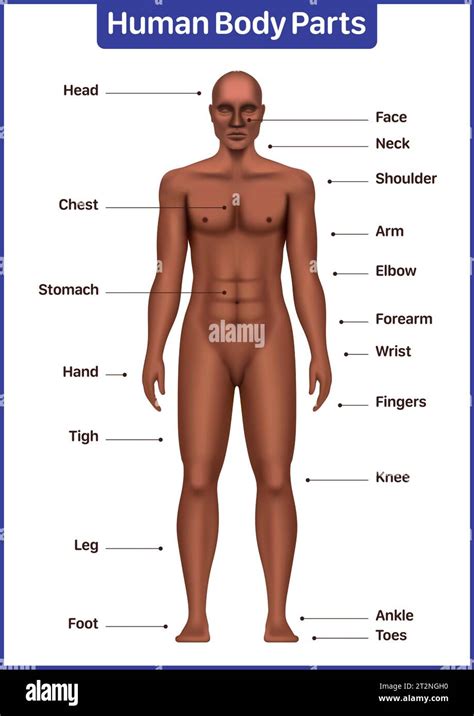 Anatomy List Of Body Parts