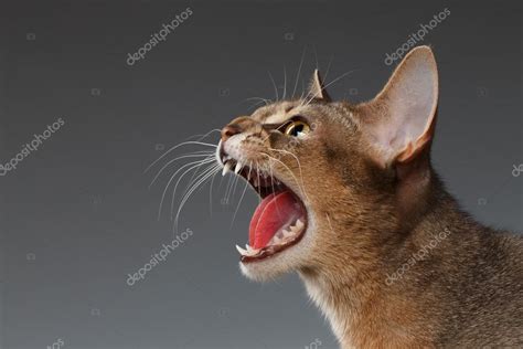 Cat Hiss Side