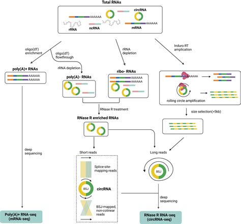 Past Present And Future Strategies For Detecting And Quantifying