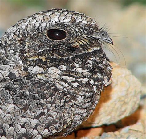 Nighthawk Poorwill Birds Of Southern California
