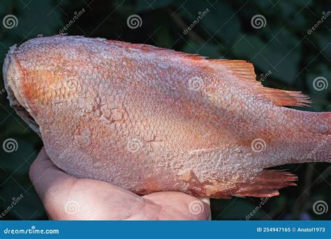 Hand Holding One Frozen Red Snapper Stock Image Image Of Clipping Healthy 254947165
