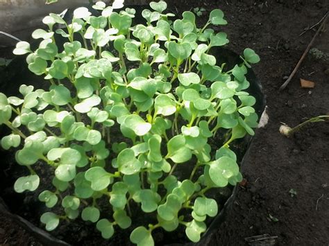 Zona Pertanian Putra Indonesia Panduan Semai Biji Sawi