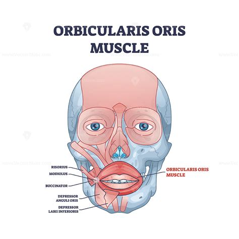 Orbicularis Oculi Muscle As Face Muscular System For Eyelids Outline