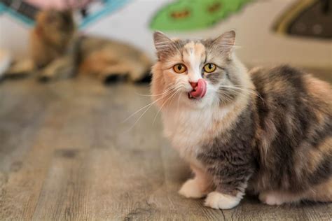Calico Munchkin Kittens