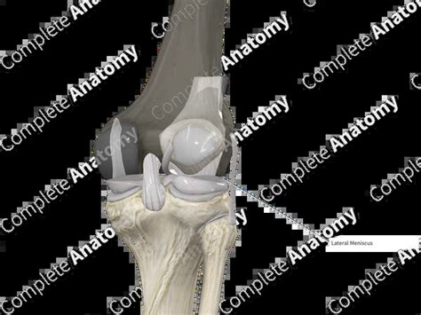 Lateral Meniscus Of Knee Joint Complete Anatomy